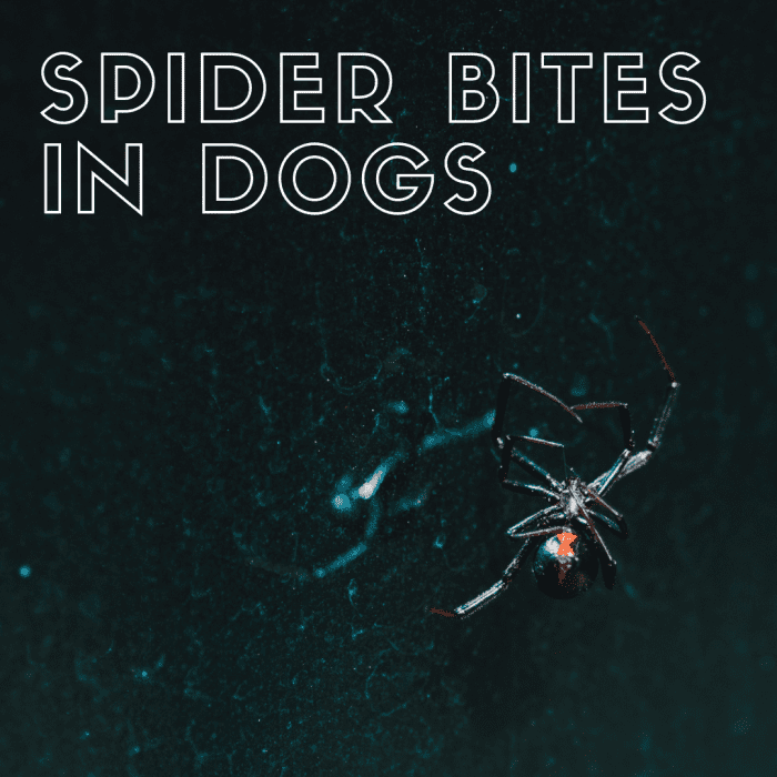 The Danger of Spider Bites to Your Dog (With Photos) - PetHelpful