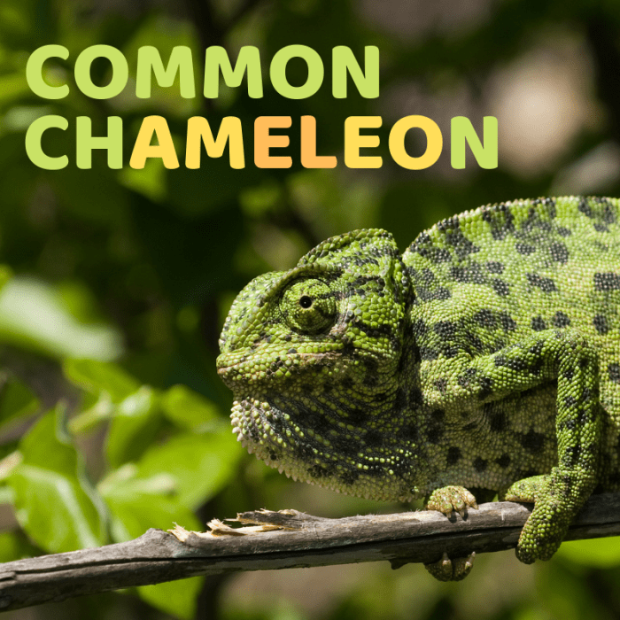 The Common Chameleon: The Only Chameleon Found in Europe - Owlcation
