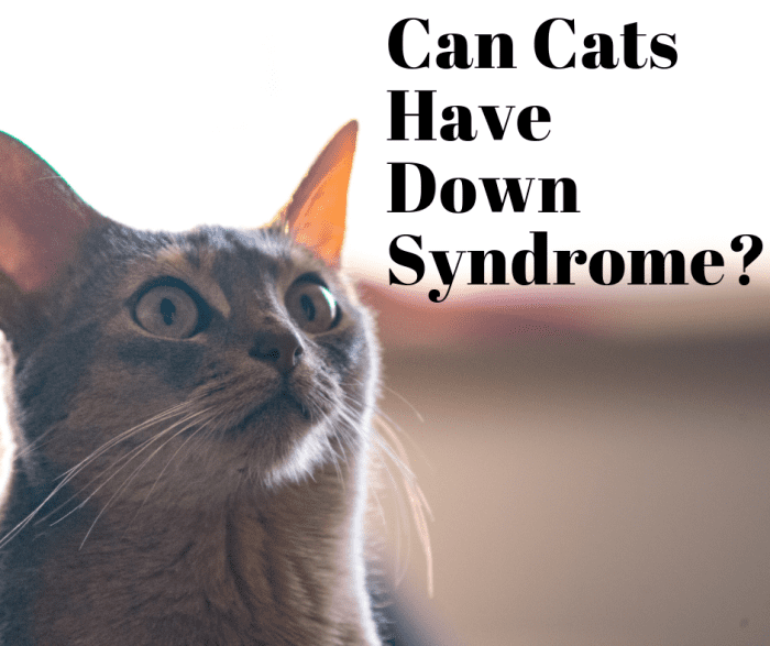 Can Cats Have Down Syndrome? The Lowdown on Feline DS - HubPages