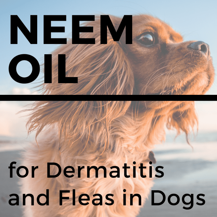 Why You Should Use Neem Oil for Your Dogs - HubPages