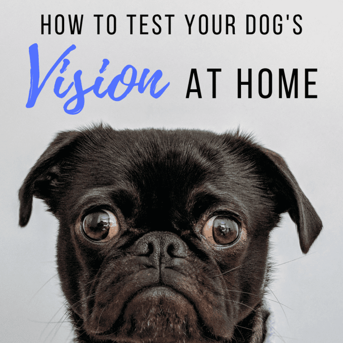 How To Test Your Dog s Vision At Home PetHelpful How To Test Your Dog s Vision At Home PetHelpful