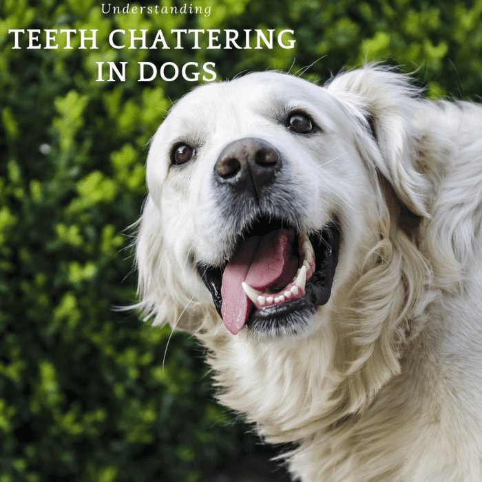 Is Your Dog Chattering Teeth? 12 Potential Causes and Solutions - HubPages