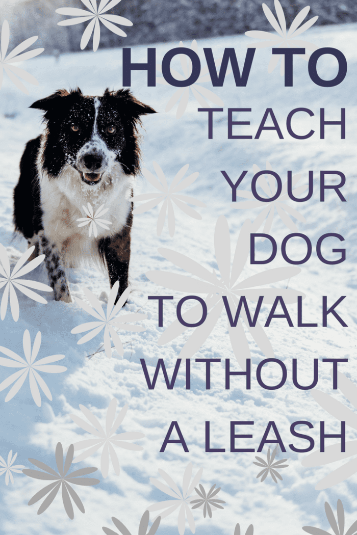 How to Train Your Dog to Walk Without a Leash in 3 Easy Steps - HubPages