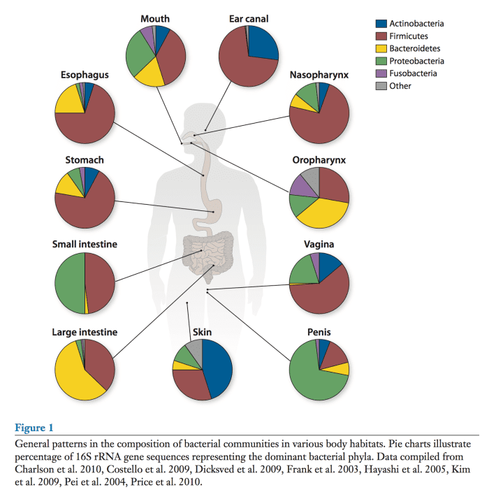 The Ecology of the Human Microbiome - HubPages