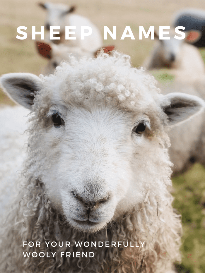 200+ Lamb and Sheep Names (From Amos to Velvet) - HubPages