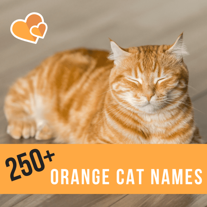 250+ Best Ginger Cat Names - HubPages