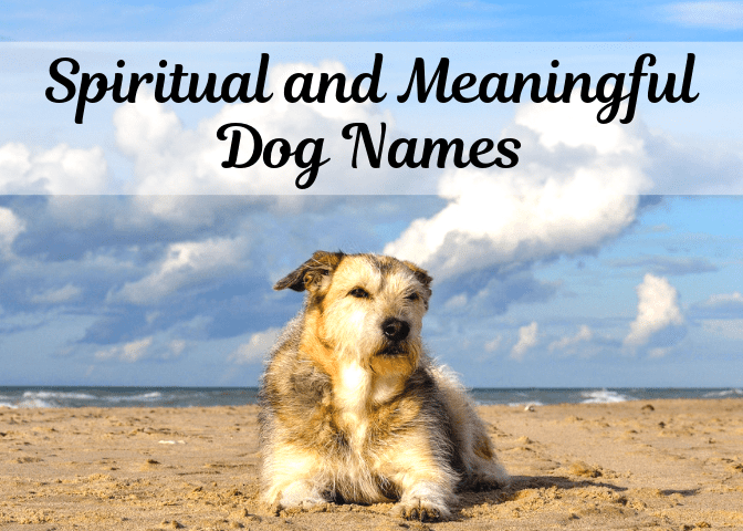 150 Meaningful, Mystical and Spiritual Names for Dogs - HubPages
