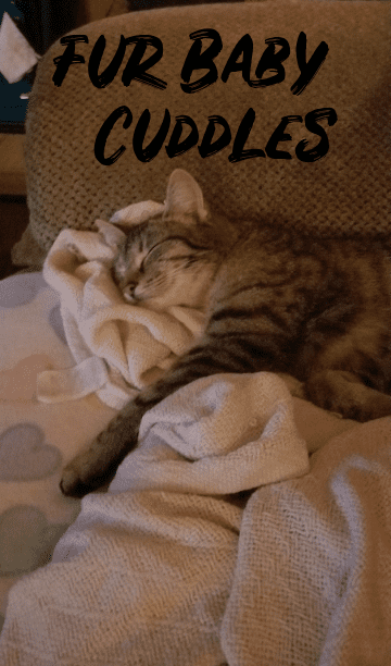 Poem: Fur Baby Cuddles - HubPages