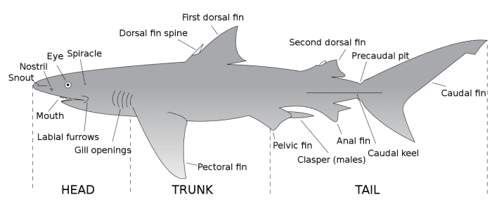 Epaulette Shark: The Shark That Walks on Land - Owlcation