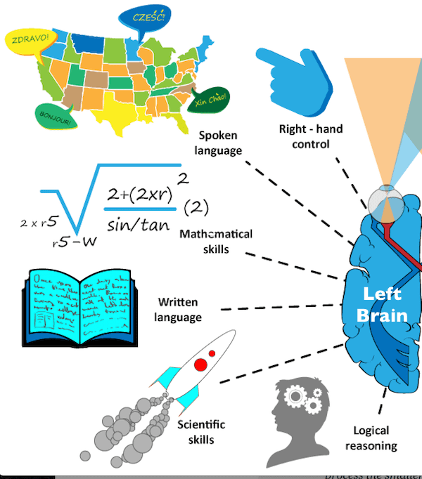 Right Brain vs. Left Brain Functions - Owlcation