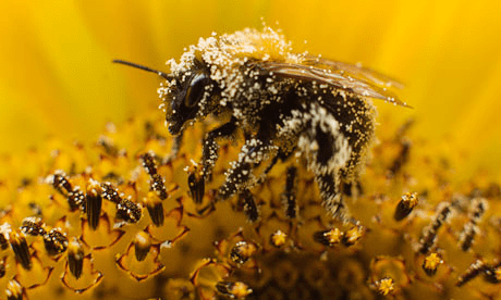 Bees, Pollination, and Habitat Loss - HubPages