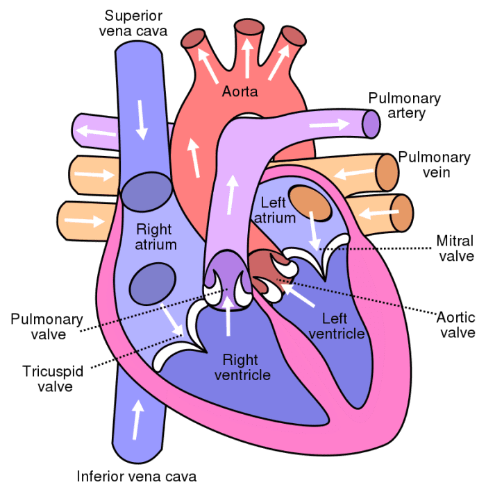 The Circulatory System: Its 4 Main Parts and How They Work - HubPages