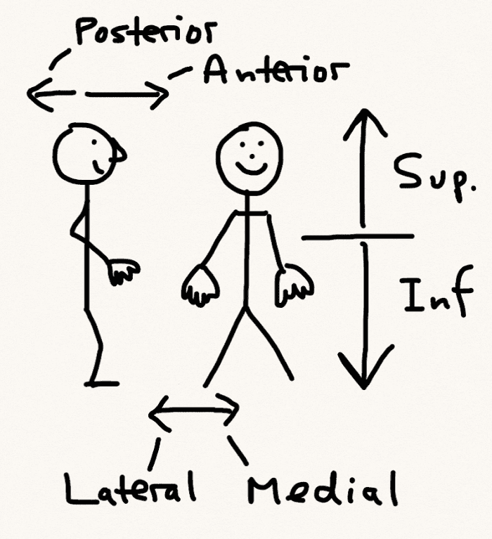 Human Anatomy: Anatomical Terminology, Orientation, and Movement ...