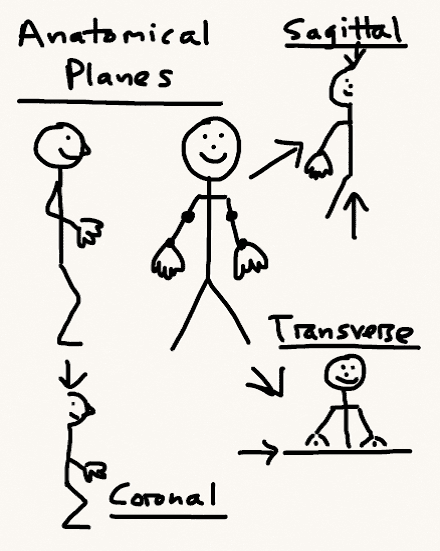 Human Anatomy: Anatomical Terminology, Orientation, and Movement ...