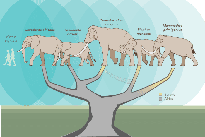 All About the African Forest Elephant - HubPages