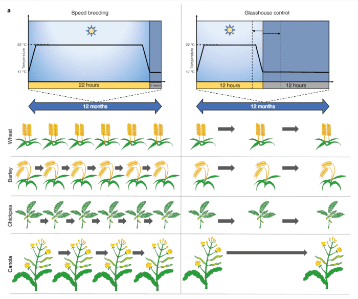 Speed Breeding; a Powerful Tool to Boost Drought Research and Key ...