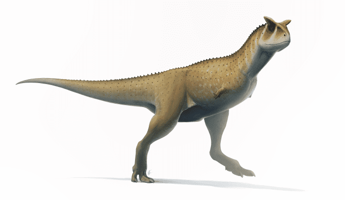 The Use of the Carnotaurus Horns - HubPages
