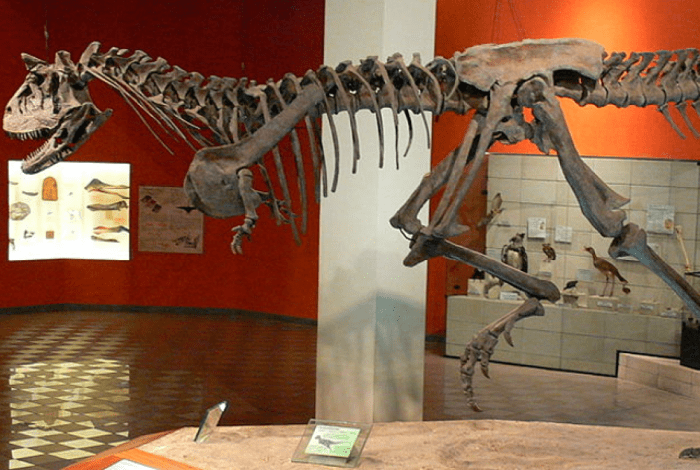 The Use of the Carnotaurus Horns - HubPages