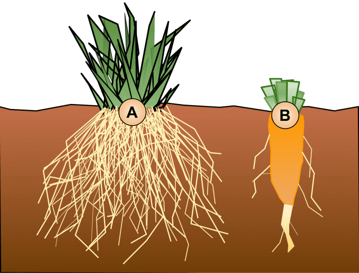 How Do Roots Work? Functions, Structure, and Human Uses - HubPages