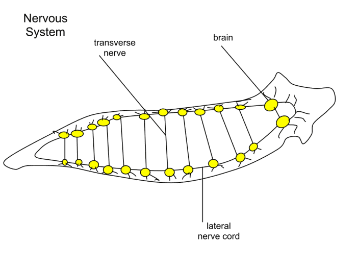 Planarians and Regeneration: Facts and Possible Applications - Owlcation