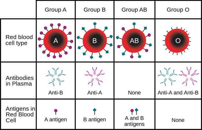 Blood Type Facts and Producing Type O With Microbe Enzymes - Owlcation