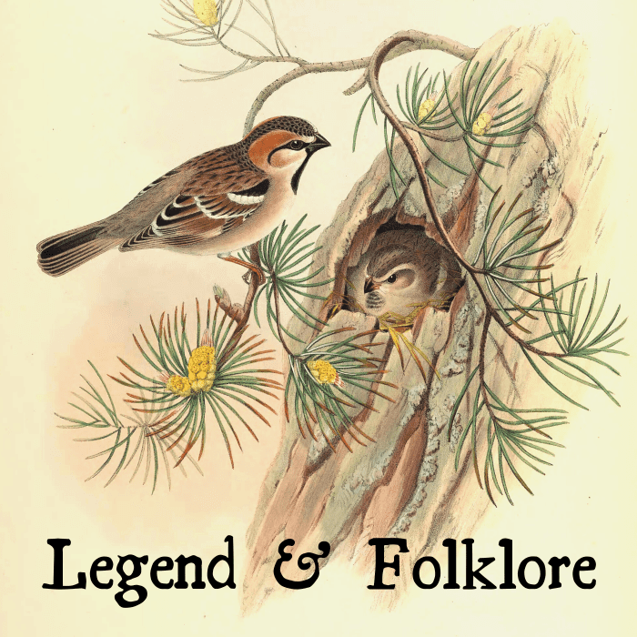 The Meaning of Sparrows: Symbolism and Identification - Owlcation