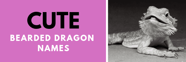225 Bearded Dragon Names for Your Rugged Reptile - HubPages