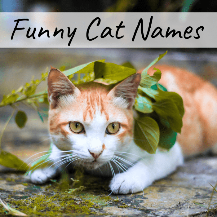 400+ Cat Names: Ideas for Male and Female Cats - HubPages