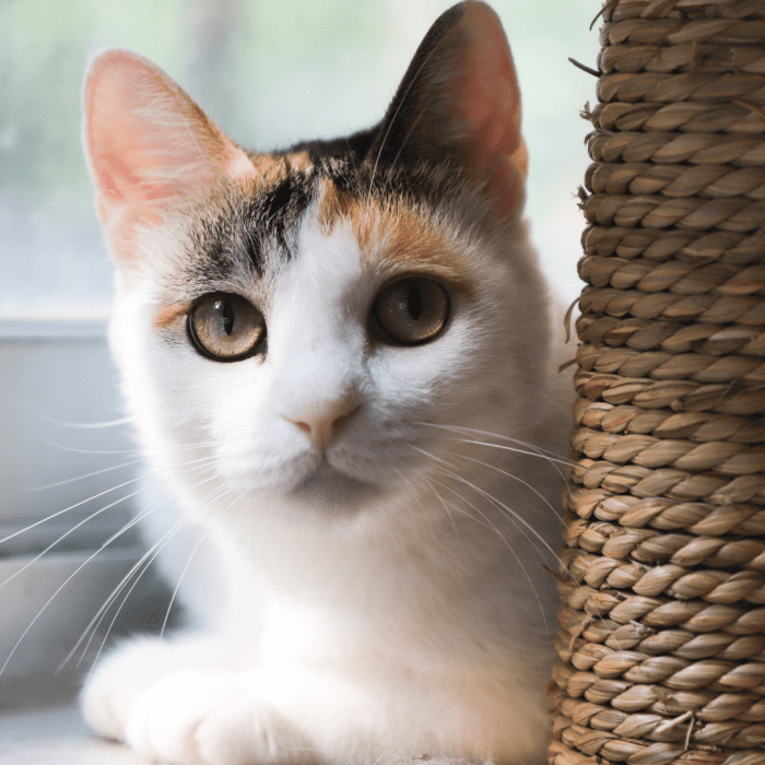 400+ Cat Names: Ideas for Male and Female Cats - HubPages