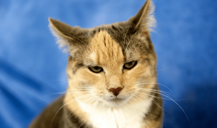 100+ Cute Names for Pets - PetHelpful