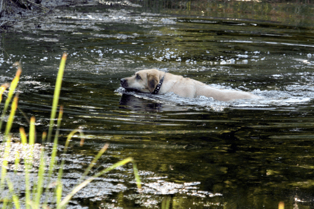 The Labrador Retriever: History, Facts, and Information - HubPages