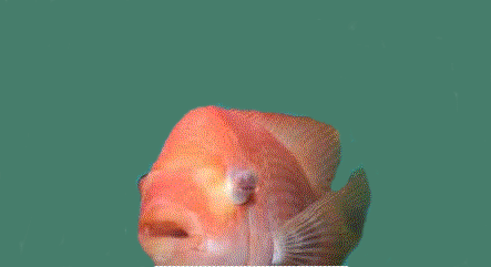 15 Common Betta Fish Diseases: Prevention and Treatment - HubPages