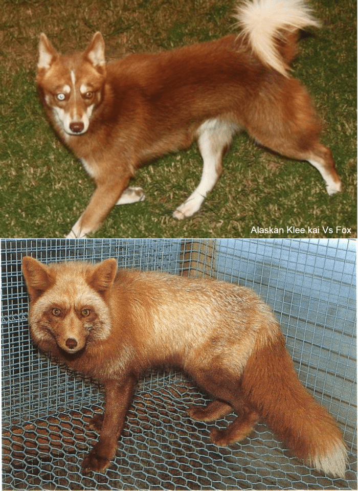 15 Dogs That Look Like Foxes - HubPages