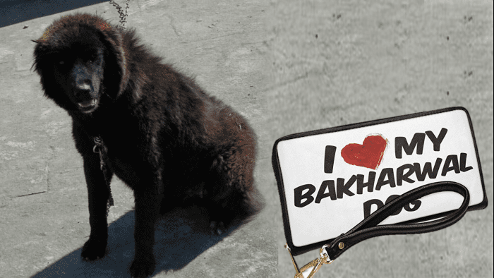 Top 20 Indian Dog Breeds: Cost, Care, and Traits - HubPages