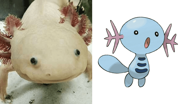 20 Real Pokémon You Can Own as Pets - HubPages