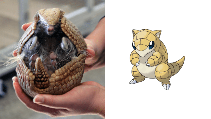 20 Real Pokémon You Can Own as Pets - HubPages