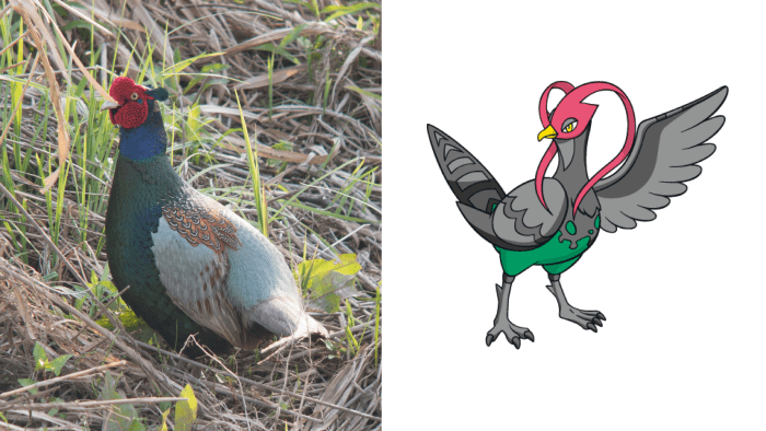 20 Real Pokémon You Can Own as Pets - HubPages