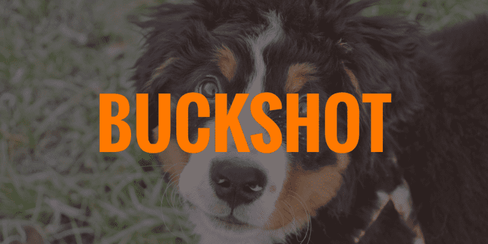 200+ Gun Names for Dogs (From Anderson to Uzi) - HubPages