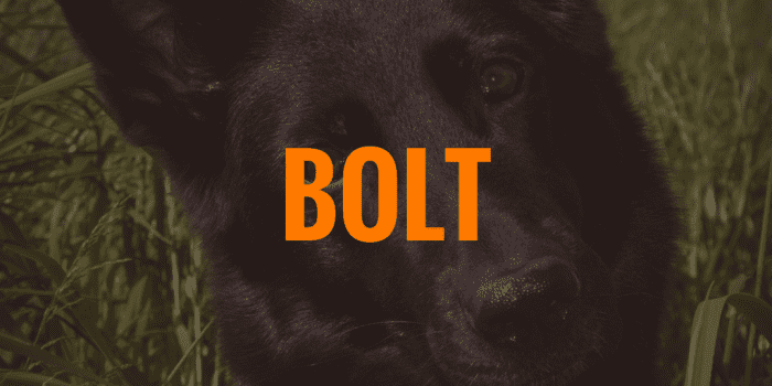 200+ Gun Names for Dogs (From Anderson to Uzi) - HubPages