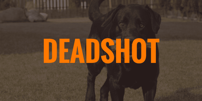 200+ Gun Names for Dogs (From Anderson to Uzi) - HubPages