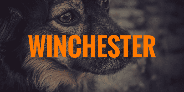 200+ Gun Names for Dogs (From Anderson to Uzi) - HubPages