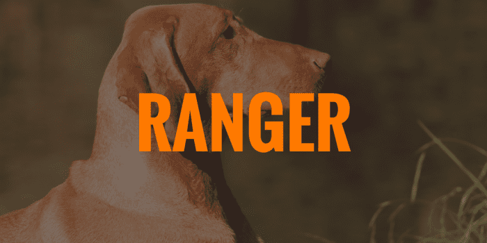 200 Gun Names For Dogs From Anderson To Uzi PetHelpful 200-gun-names-for-dogs-from-anderson-to-uzi-pethelpful