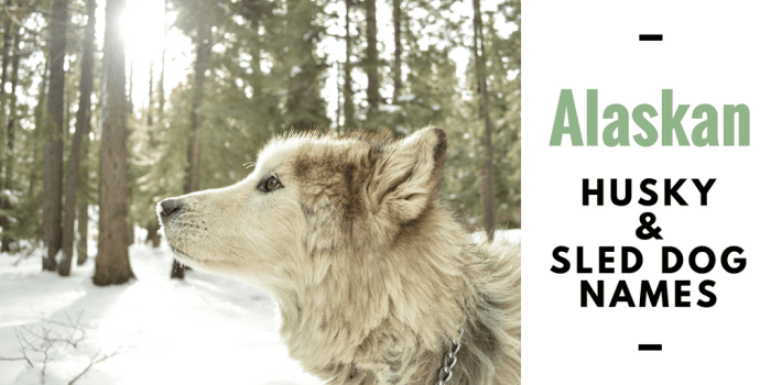150+ Cool Husky Names and Sled Dog Name Ideas - HubPages