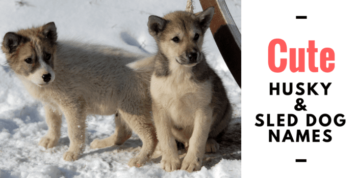 150+ Cool Husky Names and Sled Dog Name Ideas - HubPages