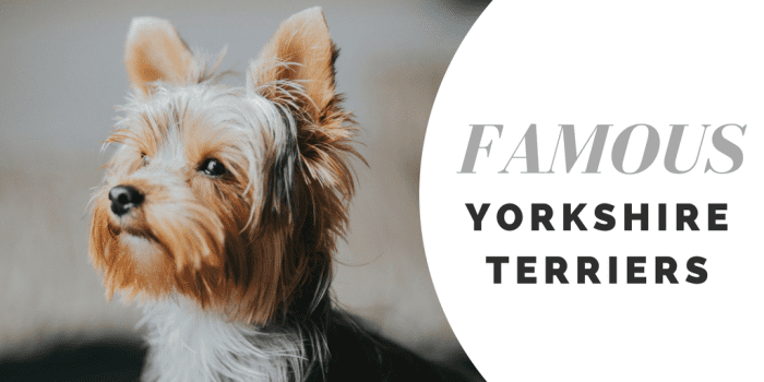 180+ Cute Yorkie Names for Your Tiny Terrier - HubPages