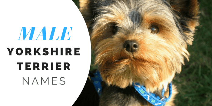 180+ Cute Yorkie Names for Your Tiny Terrier - HubPages
