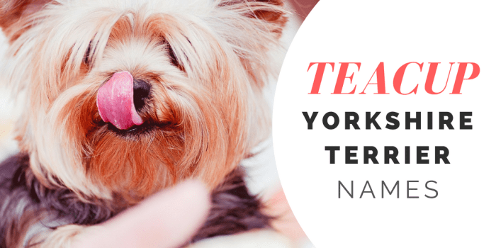 180+ Cute Yorkie Names for Your Tiny Terrier - HubPages