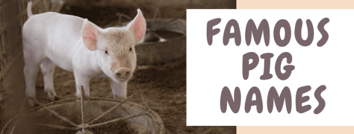 250+ Pet Pig Names (From Albert to Wally) - HubPages