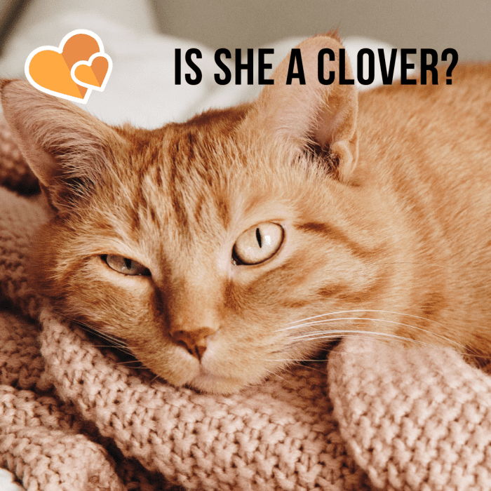 250+ Best Ginger Cat Names - HubPages