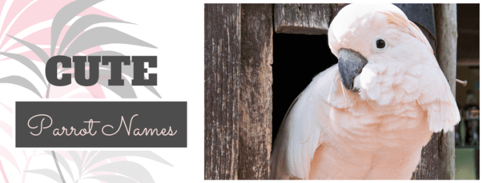 250+ Cool Parrot Names for Your Extraordinary Bird (From Ace to Wingham ...